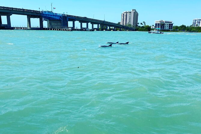 Sunset and Dolphin Cruise around Fort Myers Beach - Practical Tips for Your Cruise