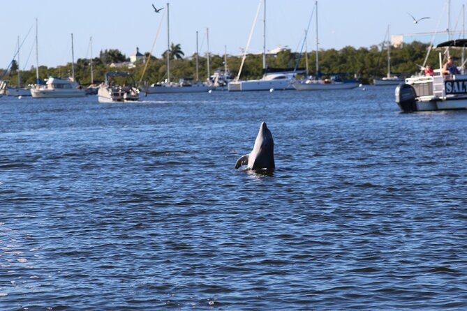 Sunset Dolphin Cruise with Sanibel Lighthouse Views - Practical Tips for Travelers