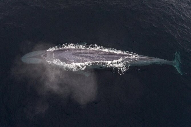 Sunset Whale Watch Tour in Monterey - Meeting and Pickup Details