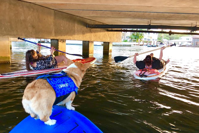 SUP PUP Paddleboard Tour - Customer Feedback and Highlights