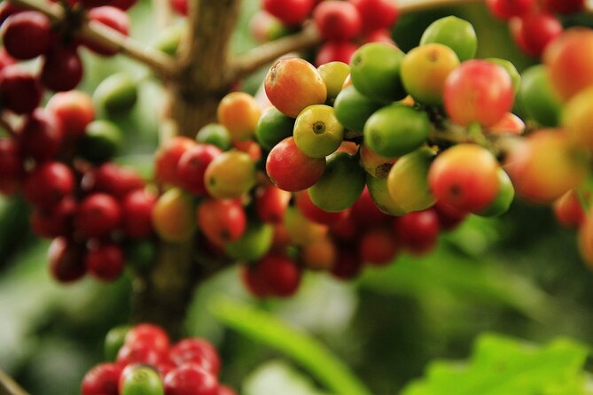 Super Combo Tour: Waterfalls Gardens + Coffee Tour + Poás Volcano - Accessibility and Confirmation