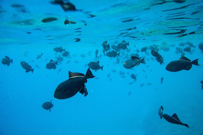The Best 2 Hour Molokini Express Snorkeling - Accessibility and Safety Considerations