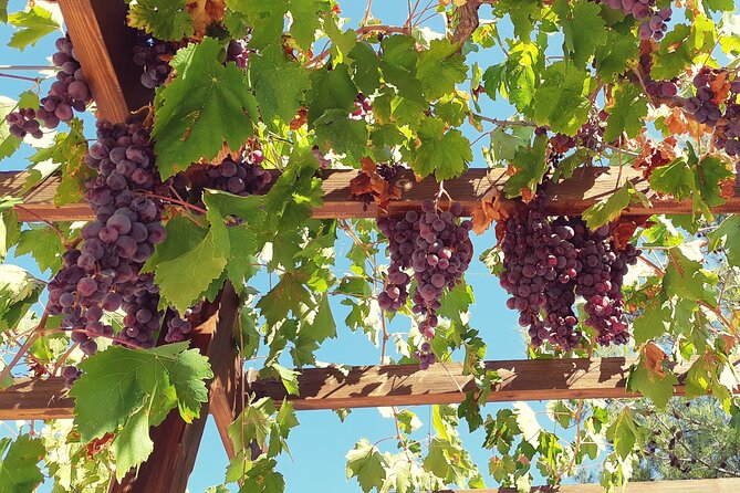 The Grape Escape: Troodos Mountains Thru Wine Small Group Tour 7hrs - Customer Feedback and Experience