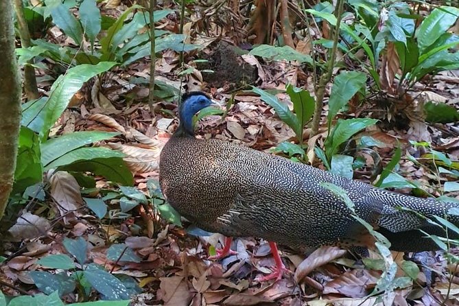 TOUR PACKAGE (jungle trekking, taxi, Room) 4 DAYS 3 NIGHTS in BUKIT LAWANG - What’s Included and What’s Not