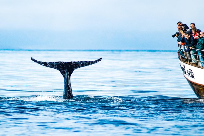 Traditional Oak Ship Whale Watching Tour Review - Positive Feedback