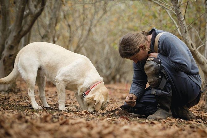 Truffle Hunt & Wine Tasting - Taking in the Local Culture