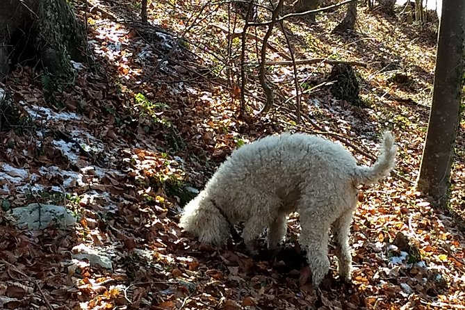 Truffle Hunting and Lunch Experience in a Restaurant - Planning Your Next Truffle Hunting Escapade