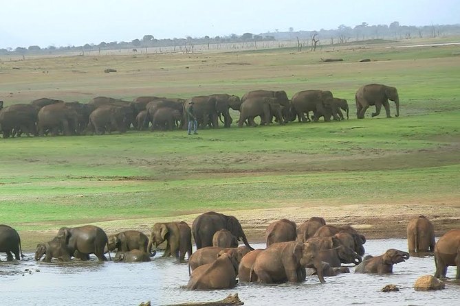 Udawalawe Safari DayTrip frm Bentota/Kalutara/Ahungalla/Hikkaduwa - FAQ