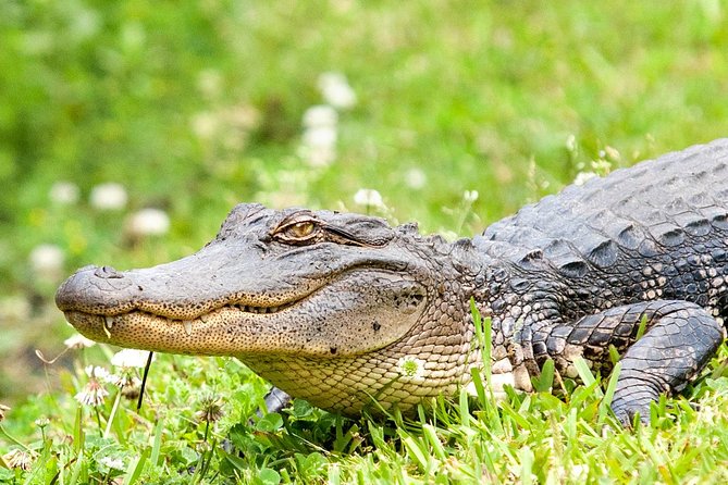 Ultimate Swamp Tour Experience with Transportation from New Orleans - The Sum Up: Who Is This Tour Best For?