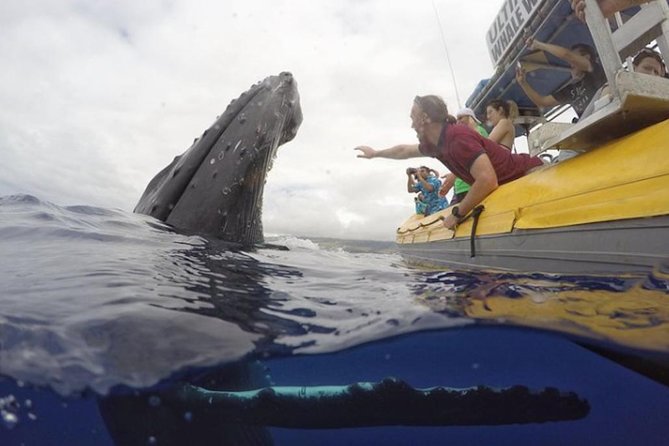 Ultimate Whale Watch, 2 Hour (Lahaina) Raft Style - Practical Details: Transport, Timing, and Cost