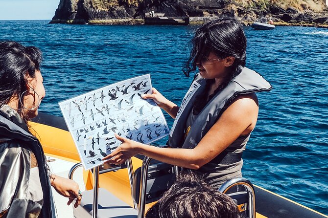 Vila Franca Do Campo Around the Islet Guided Boat Tour - Wildlife and Nature Spotting