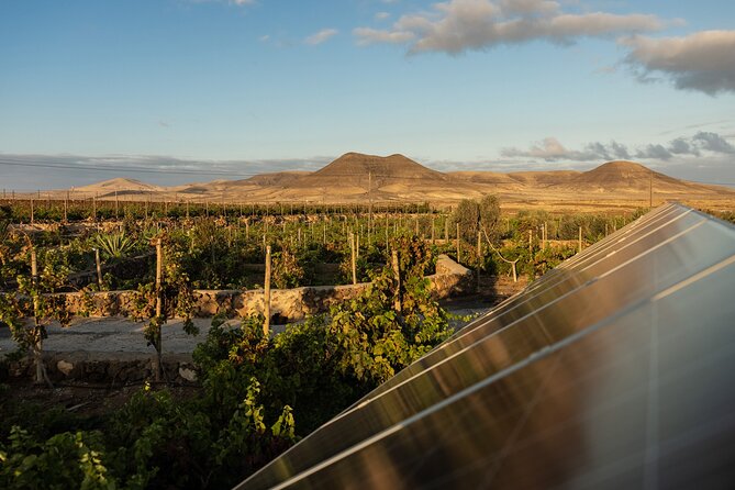Vineyard Tour With Wine Tasting and Local Products - Local Fuerteventura Products