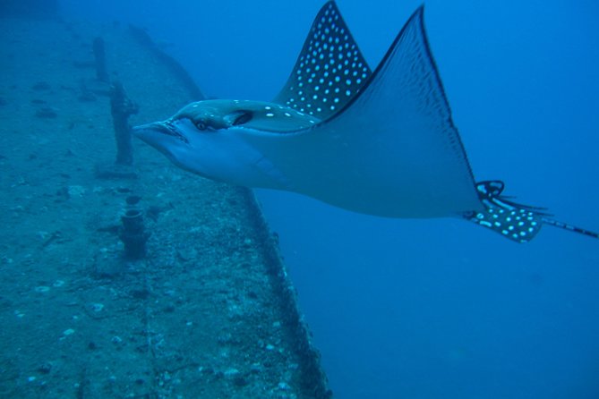 Waikiki 2 Tank World Class Wreck SCUBA Diving - Certified Only - Meeting Details and Logistics