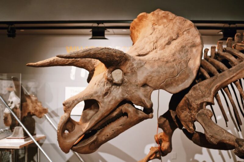 Washington, DC: Natural History & Air and Space Museum Tour - Practical Tips for Making the Most of Your Tour
