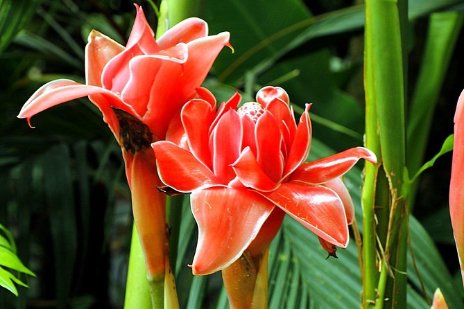 Waterfall, Rainforest, Chocolate Tour, Historical Sites, Private - The Art of Chocolate Making