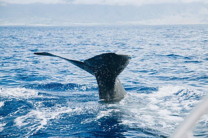 West Maui Snorkel & Sail From Maalaea Harbor - Accessibility Considerations
