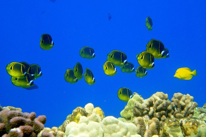 West Maui Snorkeling Experience by Boat from Ka'anapali - Pricing and Value Analysis