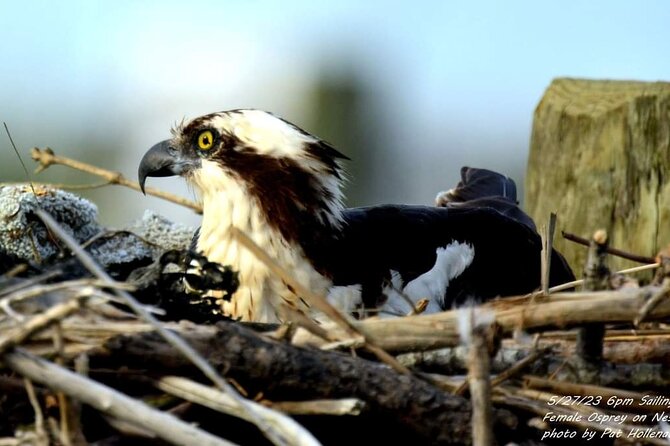 Wetlands Safari Eco-Cruise in Cape May (Birding By Boat) - Customer Reviews and Feedback