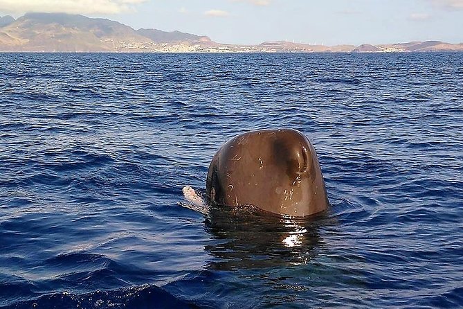 Whale and Dolphin Watching Tour - Funchal - Booking and Cancellation Policy