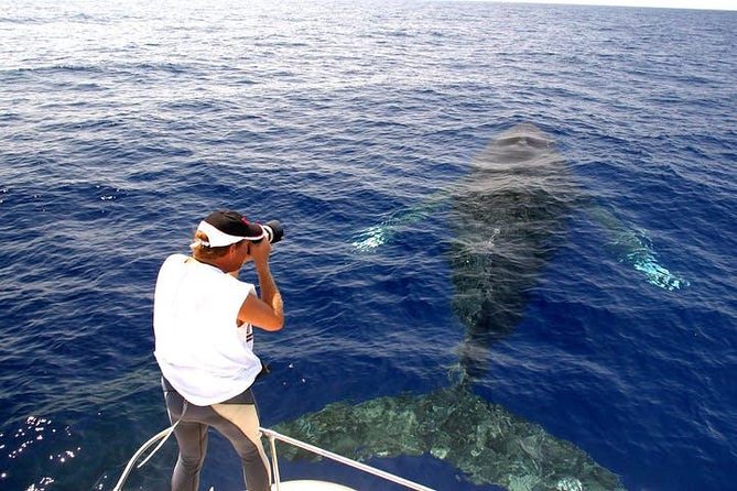 Whale Watch Excursion From the Big Island - What to Expect on the Tour