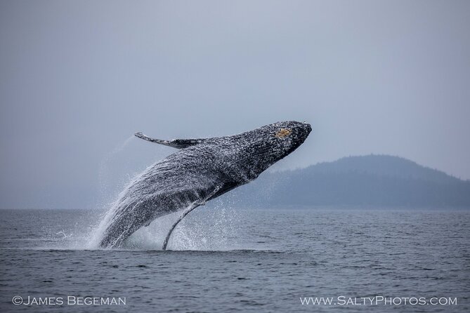 Whale-Watching, Icy Point, Hoonah , Whales, Orca, Killer-Whales. - Age and Accessibility Restrictions