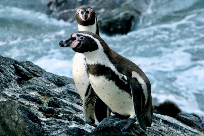 Wild Penguins,Birds,Sandboard,Chilean Drinks & Food/From Valpo - Indulging in a Delightful Picnic Lunch