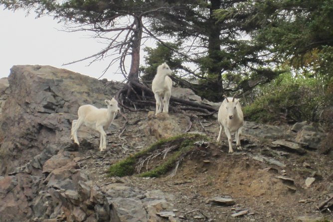 Wildlife and Glaciers with a walk in the Rainforest - Practical Details and Tips