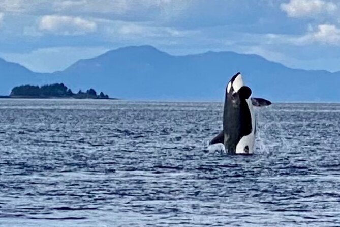 Wildlife Viewing and Whale Watching Quest - Group Size and Atmosphere