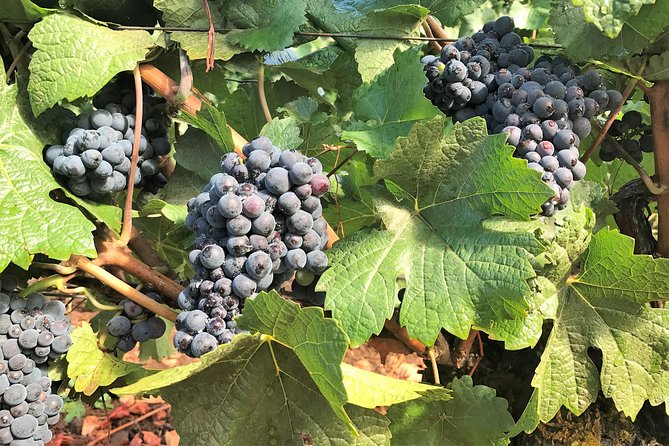 Willamette Valley Wine Tour from Portland - Final Thoughts