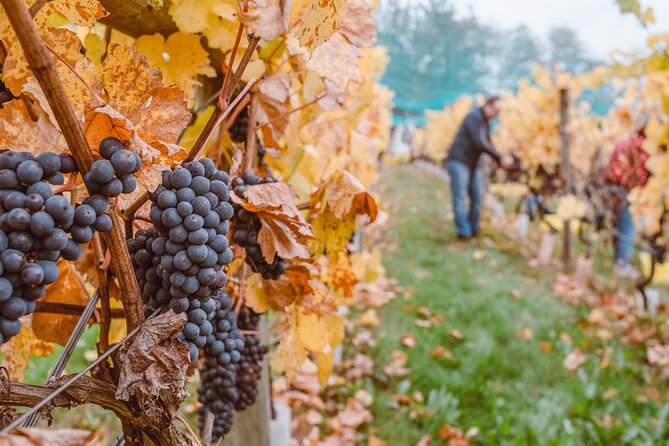 Wine Lovers - Revel in a Countryside Lunch With Tasty Wines! - Crafting Lasting Memories
