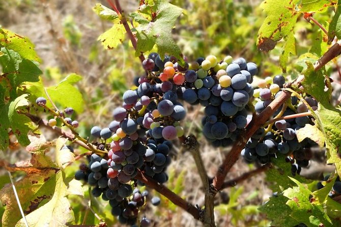 Wine Lovers Tour of Peljesac Peninsula - Expert Guide Insights