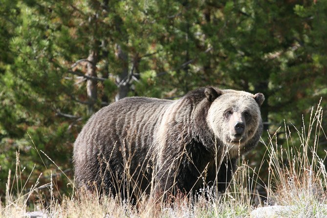 Yellowstone National Park - Full-Day Lower Loop Tour from West Yellowstone - Pricing and Value