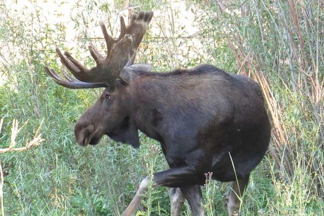 Yellowstone National Park - PRIVATE Full-Day Lower Loop Tour from Jackson Hole - Final Thoughts