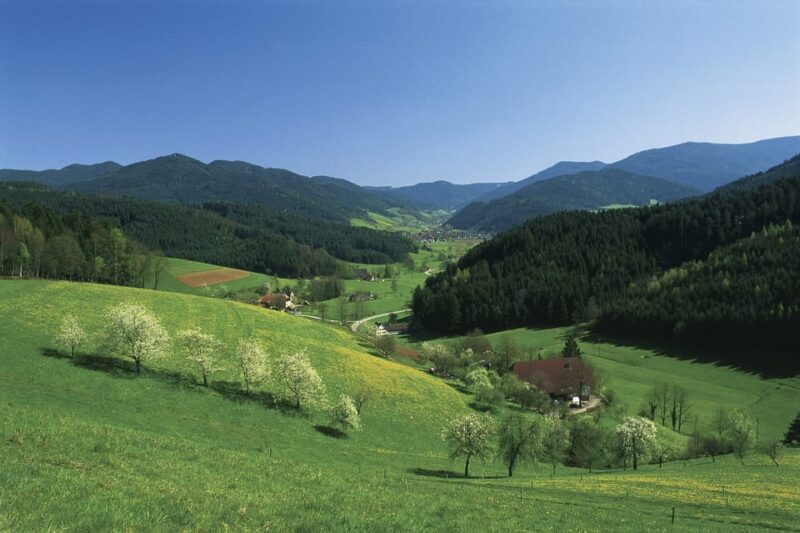 Zurich: Black Forest, Titisee, and Rhine Falls Bus Day Trip - Customer Experience