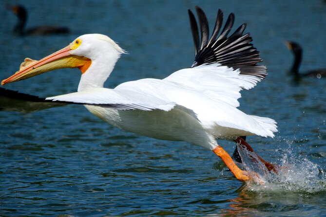1 Hour Historical Wildlife Tour of The Famous Chain of Lakes - Accessibility and Guest Accommodations