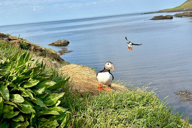 1 Hour Iceland Nature and Wildlife RIB Small Group Guided Safari - Booking and Pricing Details
