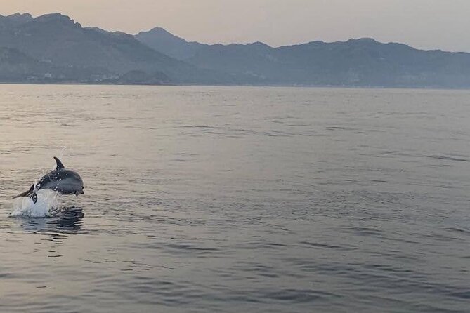 2.5 Hours Sunset Boat Tour in Search of Dolphins - FAQ: Your Questions Answered