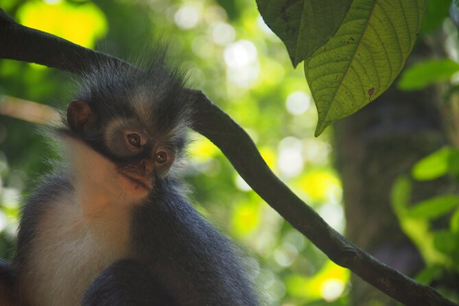 2-Day Jungle Trekking & Rafting in North Sumatra - The Sum Up