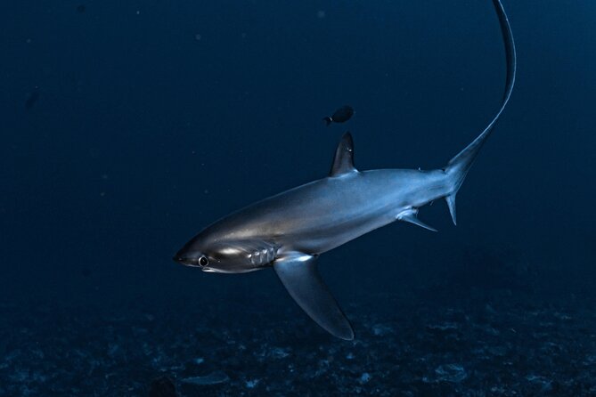 2 Days & 1 Night - 2 Dives in Lembongan/Penida (for certified divers) - FAQ