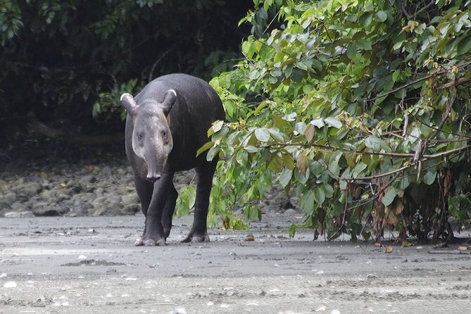 2 Days 1 Night in Corcovado Sirena From Drake Bay - Traveler Reviews