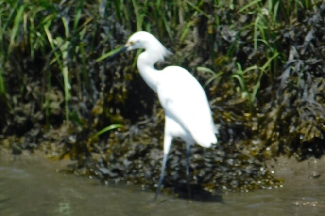 2-Hour Sunset Safari Eco Cruise From Cape May - Spotting Wildlife and Bird Species