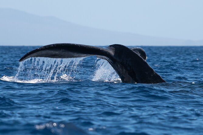 2 Hour Waikiki Whale Watching in Honolulu - Crew and Onboard Environment