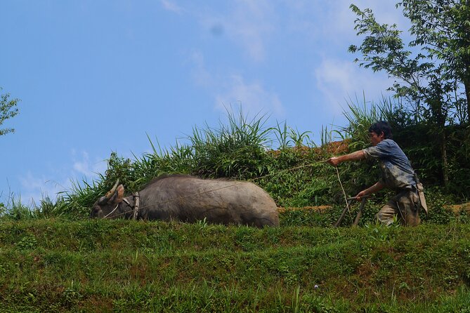2D1N Buffalo trek by Hmong Sister House and Trekking - The Sum Up
