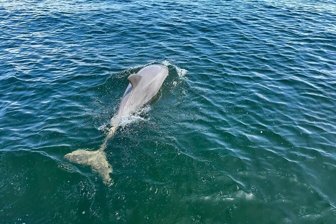 3 Hour Cruise, Snorkel, Swim/Float Sandbar - Tandem Tiki Option - Highlights of the Cruise