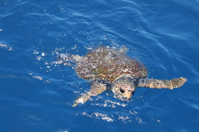 3-Hours Shared Tour to Accessible Boat En Canary Island - Meeting Point and Tour Logistics