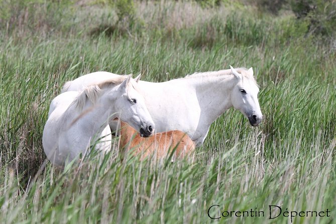 4x4 Camargue Safari 4h - Private Tour - Departure From Arles - Exploring the Camargue Region