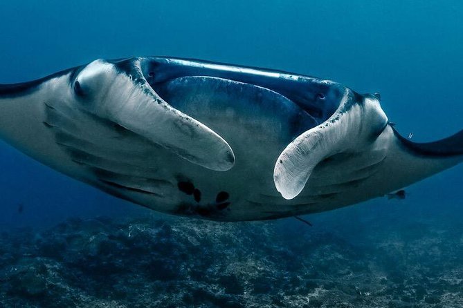 5 Fun Dives in Nusa Lembongan (for certified divers) - Swim with a Mola Mola - Diving Itinerary: A Day-by-Day Breakdown