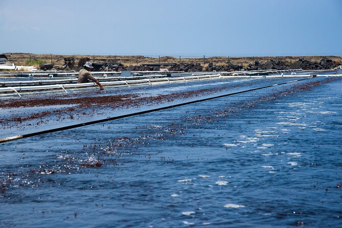 Abalone Farm Tour - Sustainable Practices in Abalone Farming