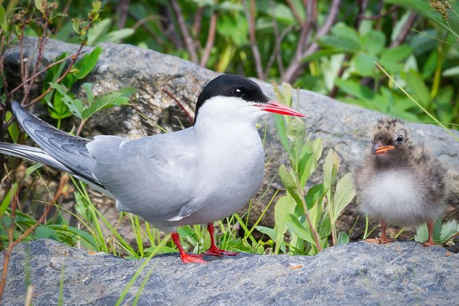 Alaska Wildlife Tour - Exploring Anchorage