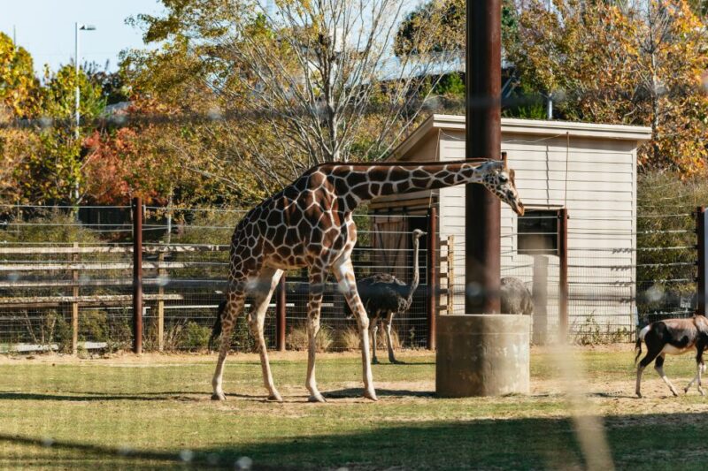 Atlanta: Zoo Atlanta General Admission Ticket - Who Will Love This Zoo?